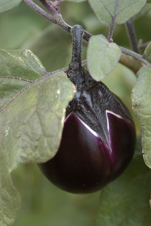 Spezialitäten aus Amaroni - amicidiamaroni.ch/de