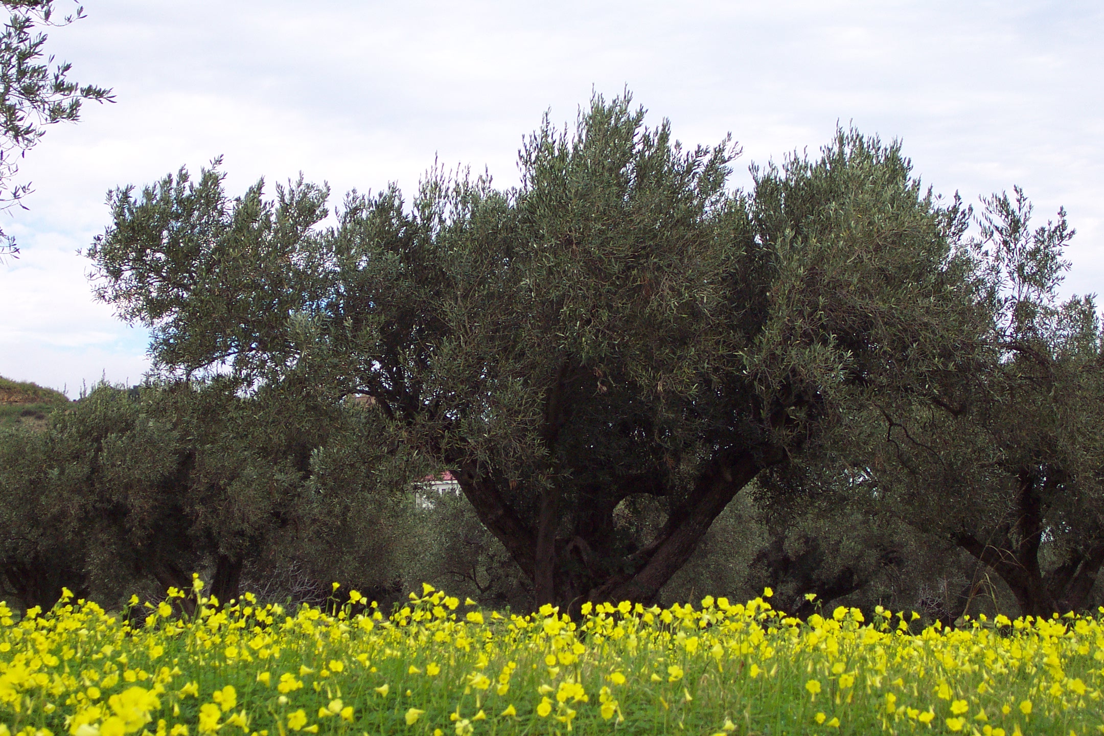 Spezialitäten aus Amaroni - amicidiamaroni.ch/de